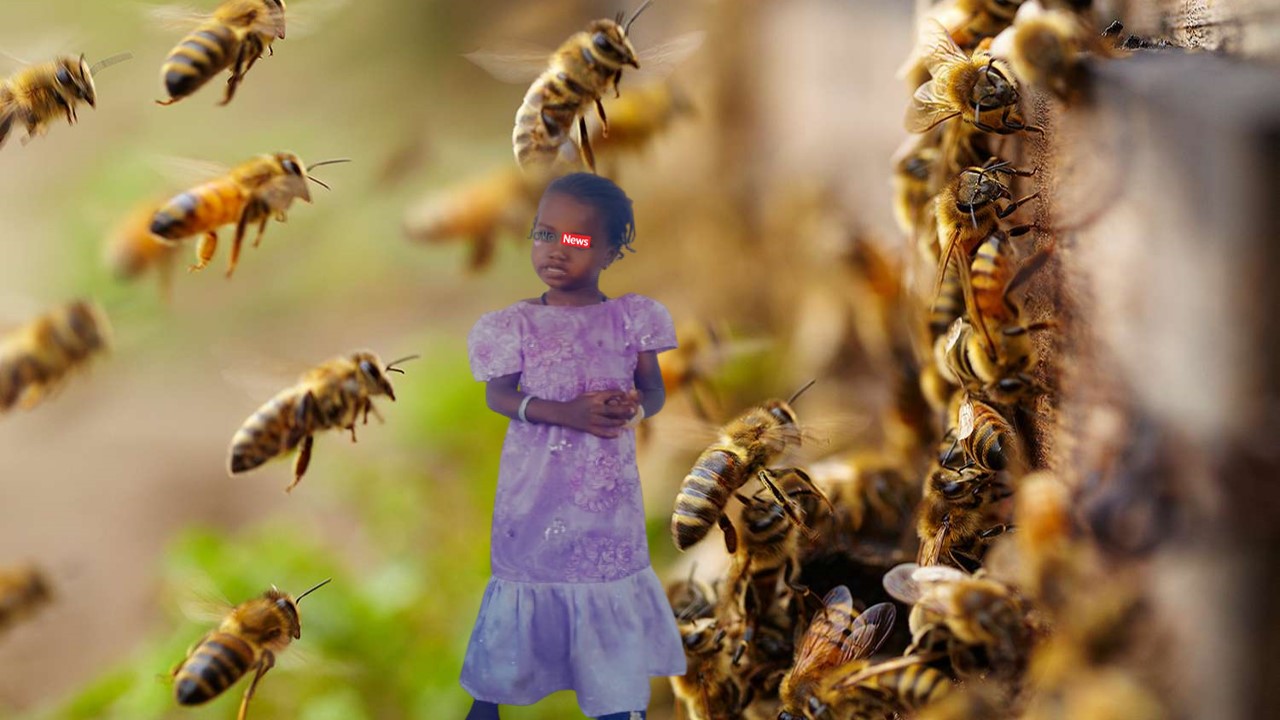 Disabled Child Killed In Mbollet Ba Bee Attack – Gambia News | JollofNews